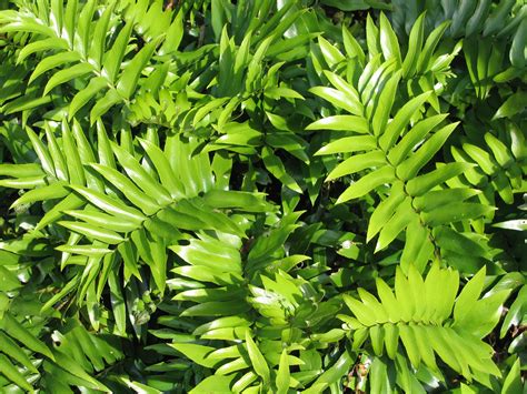 Asplenium Oblonolium