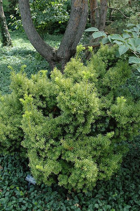 Dwarf Bright Gold Japanese Yew Taxus Cuspidata Dwarf Bright Gold At
