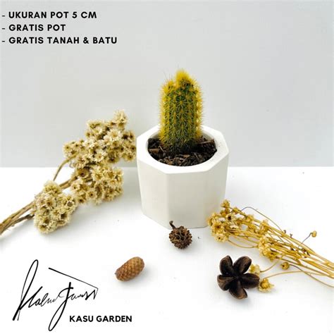 Jual Kaktus Sukulen Mini Fullset Free Pot Semen Tanah Batu Hias Shopee Indonesia