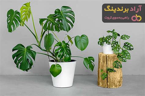 خرید انواع گل گیاه آپارتمانی قیمت آراد برندینگ