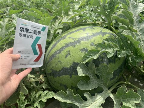 西瓜用什么肥料好大部分种植户都收藏了 行业新闻 烟台拉姆拉进出口有限公司