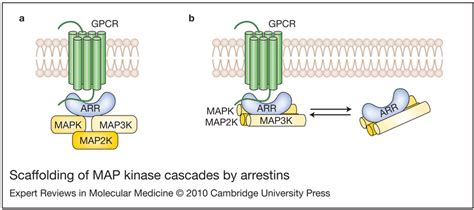 Scaffolding Of Map Kinase Cascades By Arrestins A The Original Model
