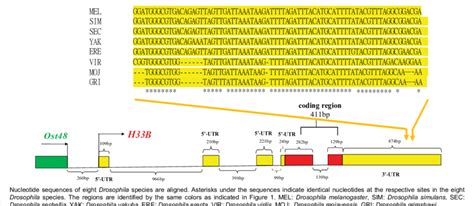 Nucleotide Sequence Comparison Of The Fifth Exon In The H33b Genes Of