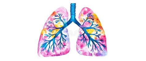 Colorful Watercolor Illustration Of Human Lungs With Intricate Details