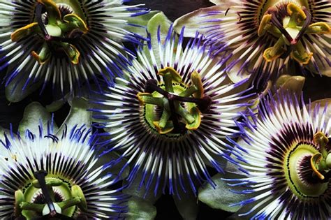 Photography Of Flowers Of Passiflora Caerulea Also Known As Blue