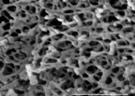Sem Micrographs Of Cellulose Triacetate Produced From Cotton Fibers