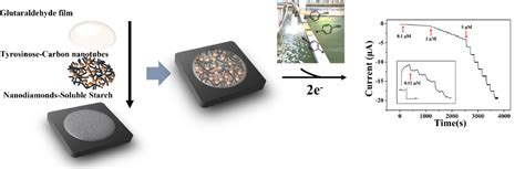 Development Of A Tyrosinase Amperometric Biosensor Based On Carbon