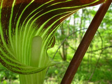 Jack In The Pulpit By Materpillar On Deviantart