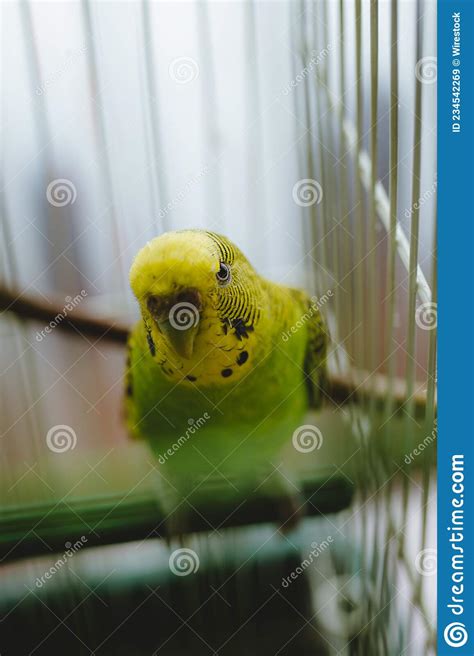 Fotografia Vertical De Um Papagaio Na Gaiola Imagem De Stock Imagem De Bico Gaiola