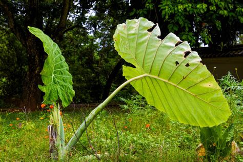 Taro Leaves Images Browse Stock Photos Vectors And Video Adobe Stock
