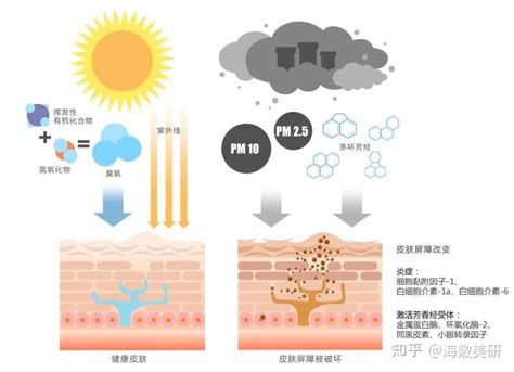胶原蛋白的流失原因 知乎