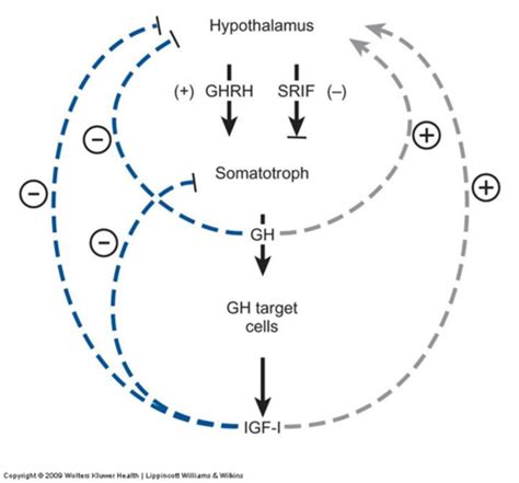 Stimulation And Inhibition And Feedback Loops Flashcards Quizlet