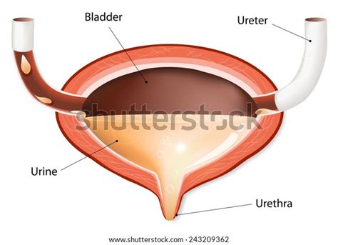 Bladder Urethra Labelled Over 199 Royalty Free Licensable Stock