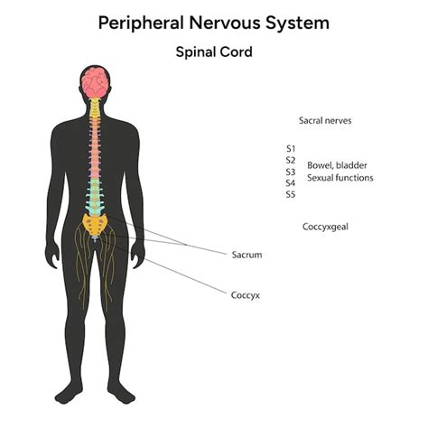 Premium Vector Peripheral Nervous System Spinal Cord In Vector