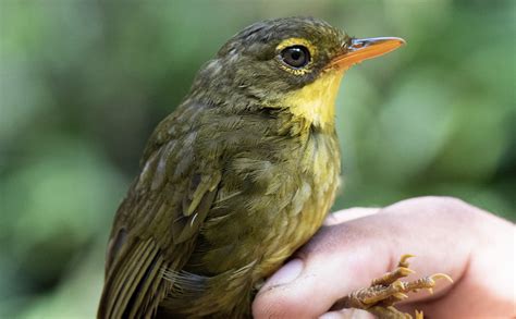 Biodiversité cet oiseau rare disparu depuis près de 25 ans de