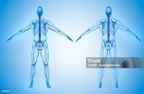 3 D 렌더링 인간 시체 스켈레톤 0명에 대한 스톡 사진 및 기타 이미지 0명 3d 스캔 3차원 형태 Istock