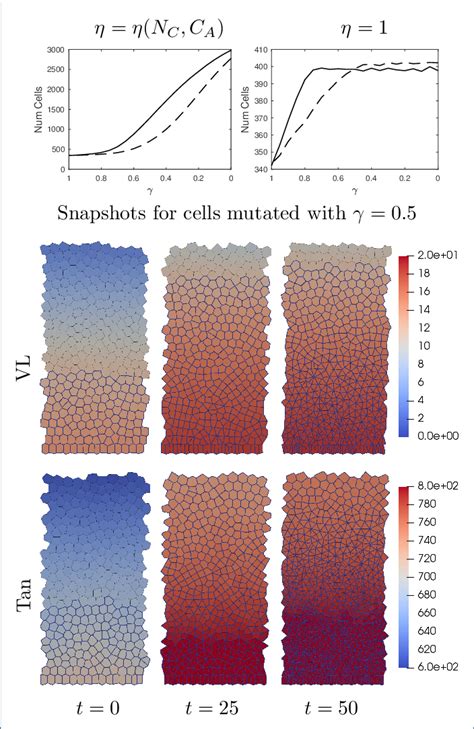 Number Of Cells In The Crypt As A Function Of Mutation Parameter Top
