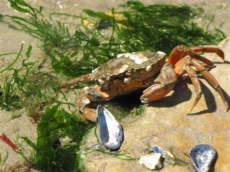 Crab On A Rock And Shell Free Stock Photo Public Domain Pictures