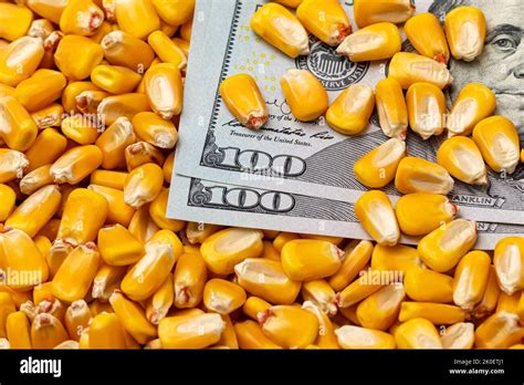 Corn Kernels Covering 100 Dollar Bills Corn Price And Commodity Market