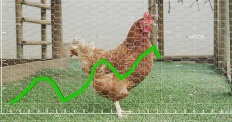 Green Line Graph Animation Over Chicken Walking In Fenced Yard Stock
