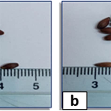 Ephedra Alata A And Ephedra Altissima B Seeds Download Scientific