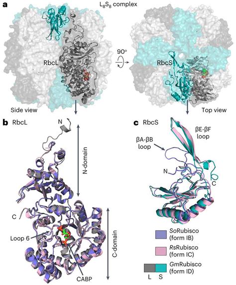 Algae Proteins Grafted Into Tobacco Plant Double Its Growth
