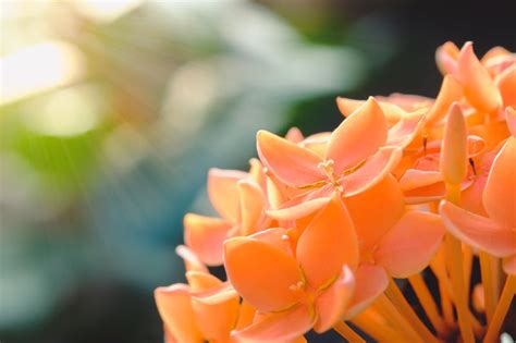 Ixora Semi Dwarf Orange Flowering Shrubs