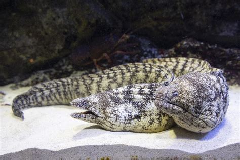 ＜画像9 14＞噛む！刺す！毒！海水浴などでも注意したい、身近な夏の海に潜んでいる危険な生物9選｜ウォーカープラス