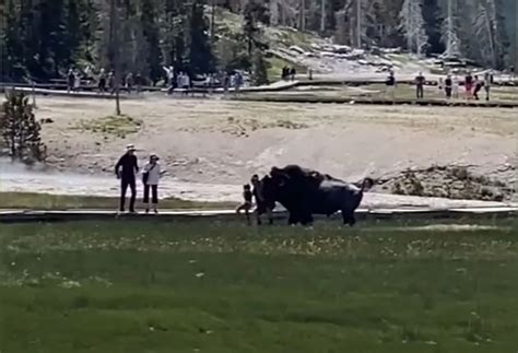 Must Watch Woman Trips Being Chased By Bison In Yellowstone