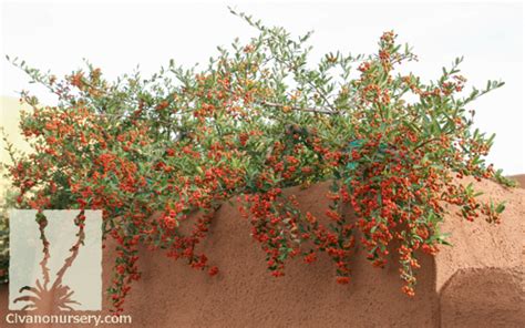 Firethorn Pyracantha Crenatoserrata Graberi Staked Civano Nursery