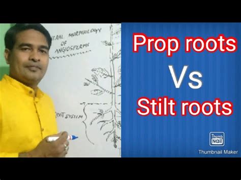 Difference Between Prop Root And Stilt Root File Newest Version Updated May