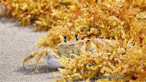 Caribbeans Green Revolution Turning Seaweed Into Fuel Latinamerican Post