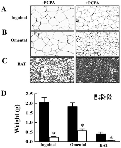 2 Pcpa Reduces Triglyceride Accumulation In White And Brown Adipose