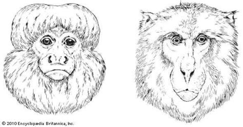 Monkey Definition Characteristics Types Classification Facts Monkey Monkey Face Wise