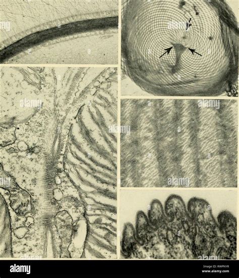 Electron Microscopic Structure Of Protozoa 1963 Electron Microscopic Structure Of Protozoa