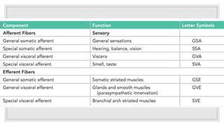 Cranial Nerves Neuro Anatomy And Clinical Correlations PPT