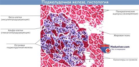 Анатомия Эндокринная часть поджелудочной железы Панкреатические островки островки Лангерханса