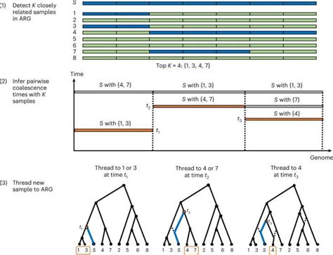 Biobank Scale Inference Of Ancestral Recombination Graphs Enables Genealogical Analysis Of