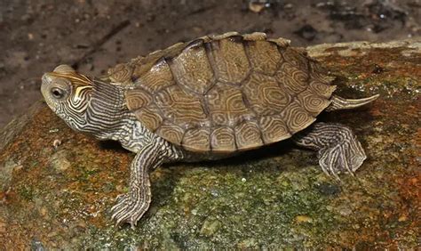 Turtles In Missouri 17 Species That Are Found Here