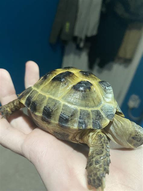 Is My Tortoise Pyramiding Rtortoise