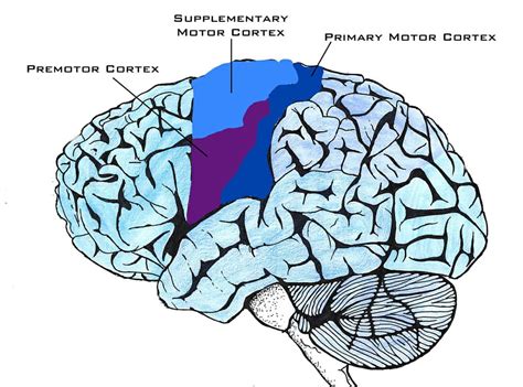 Know Your Brain The Motor Cortex — What Moves You Brain World