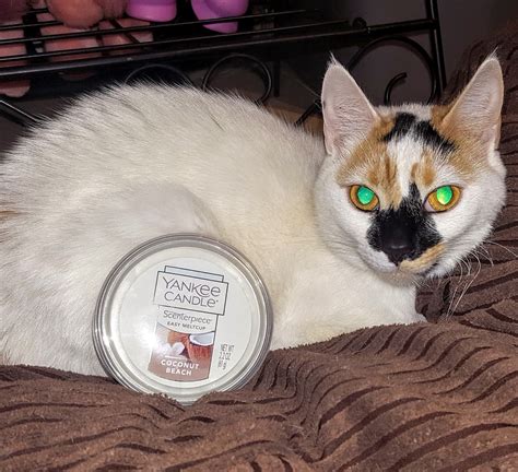 Smell This Yankee Candle Review COCONUT BEACH Easy Melt Cup