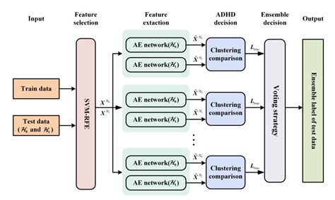 Unveiling Critical Adhd Biomarkers In Limbic System And Cerebellum
