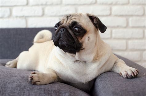 작은 귀여운 강아지 품종 Pug 베개에 누워 하 고 똑바로 보고 0명에 대한 스톡 사진 및 기타 이미지 0명 강아지 개