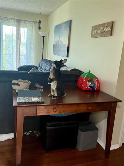 Sammy Doing His Best Impression Of Home Decor 😃 R Bunniesstandingup