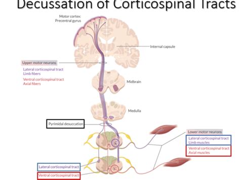 Motor Pathways Flashcards Quizlet