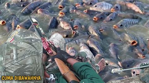 Unbelievable Aquaculture Success Explosive Growth And Production Of Mono Sex Tilapia Fish