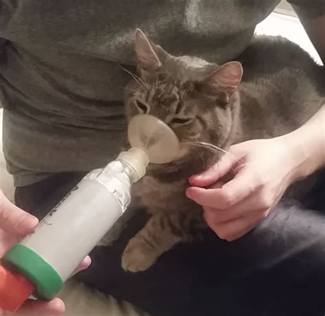 How To Use An Inhaler For A Cat At Kate Wardill Blog