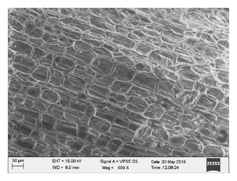 Sem Micrographs Of A Untreated Fibre B Fibre Treated With 03 M