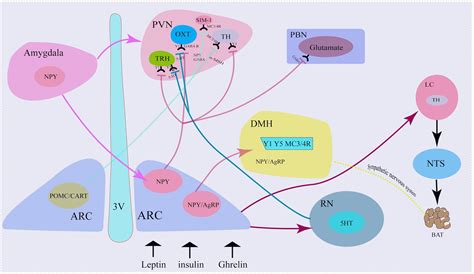 Frontiers Neuropeptide Y And Metabolism Syndrome An Update On